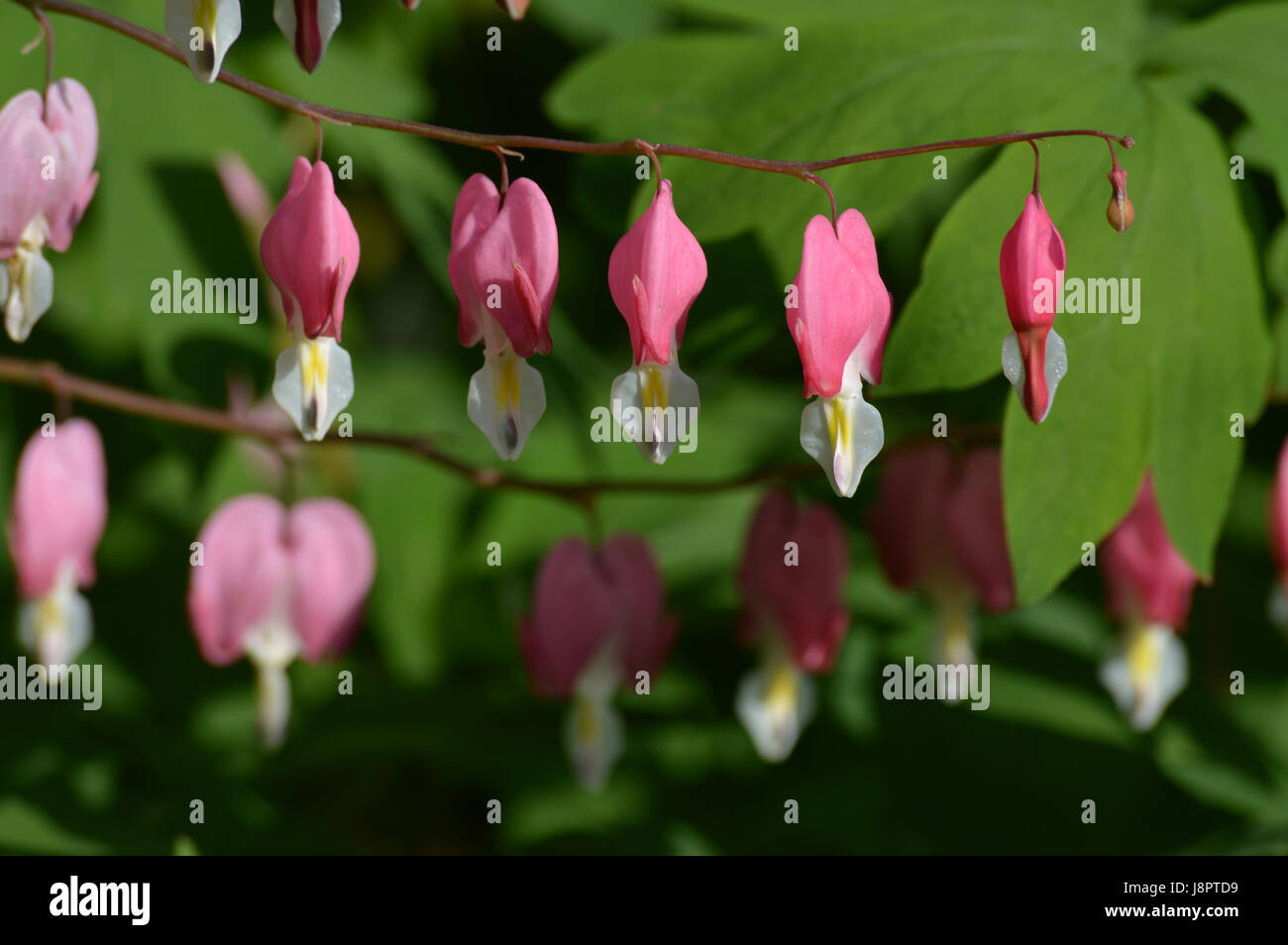 Bleeding heart flowers Stock Photo - Alamy