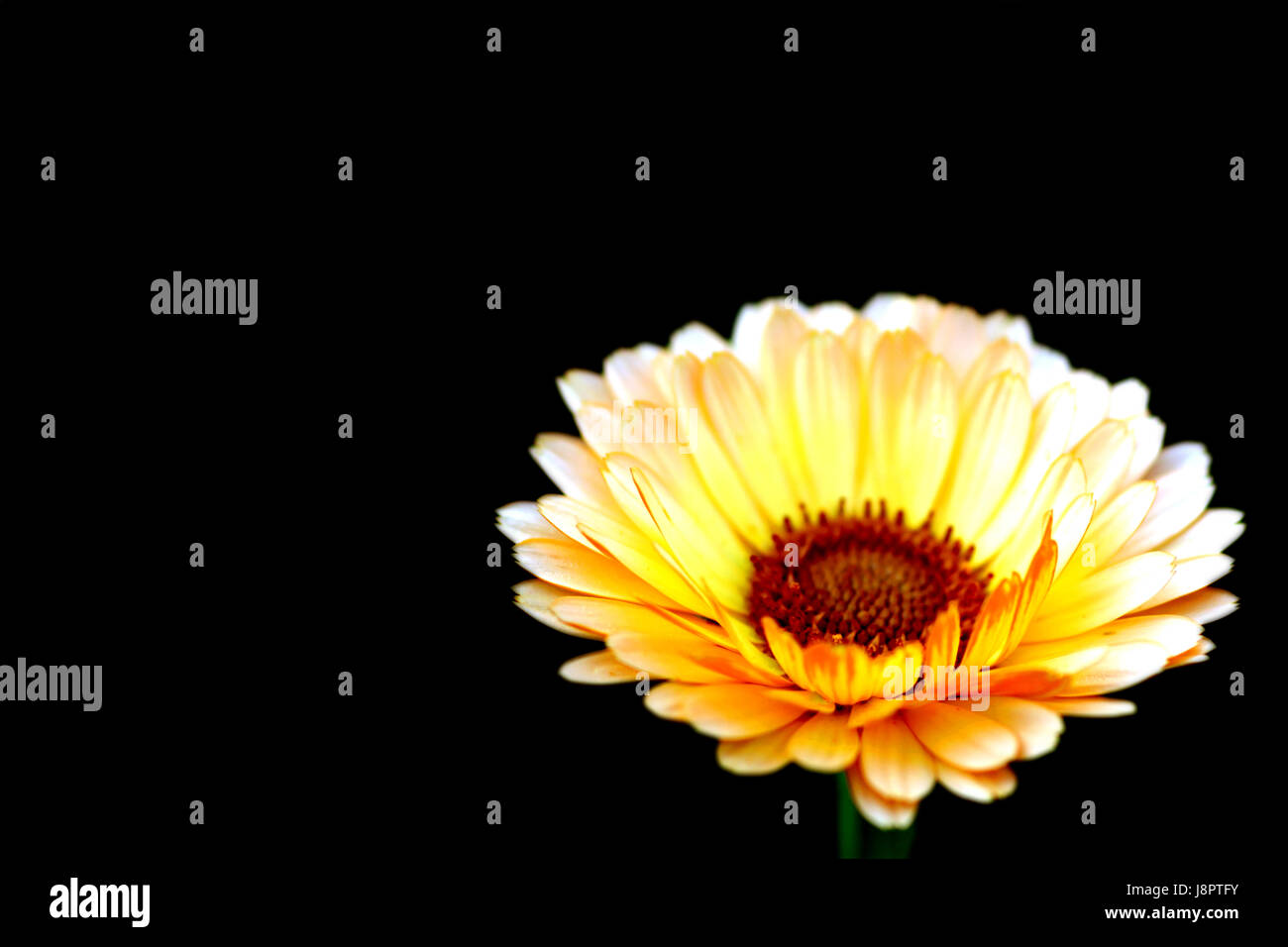 same flower before a black background Stock Photo - Alamy