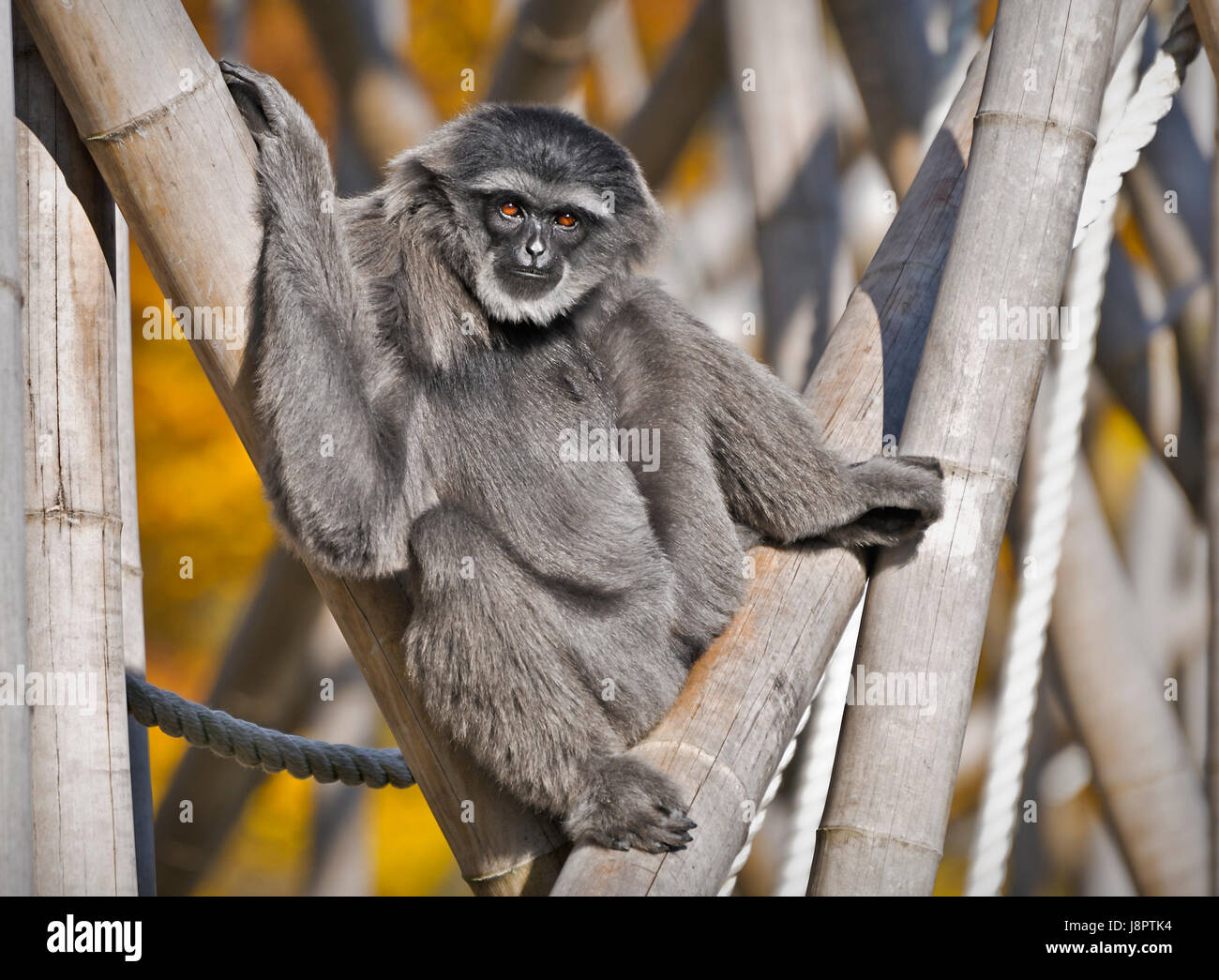 portrait, monkey, gibbon, tree, trees, animal, face, portrait, monkey ...