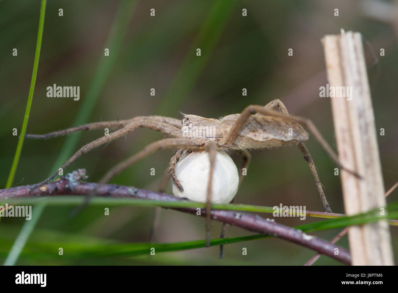Female nursery web spider (Pisaura mirabilis) carrying her egg sac ...