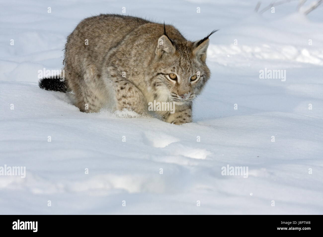 animals, mammals, predator, cat, big cat, feline predator, lynx ...