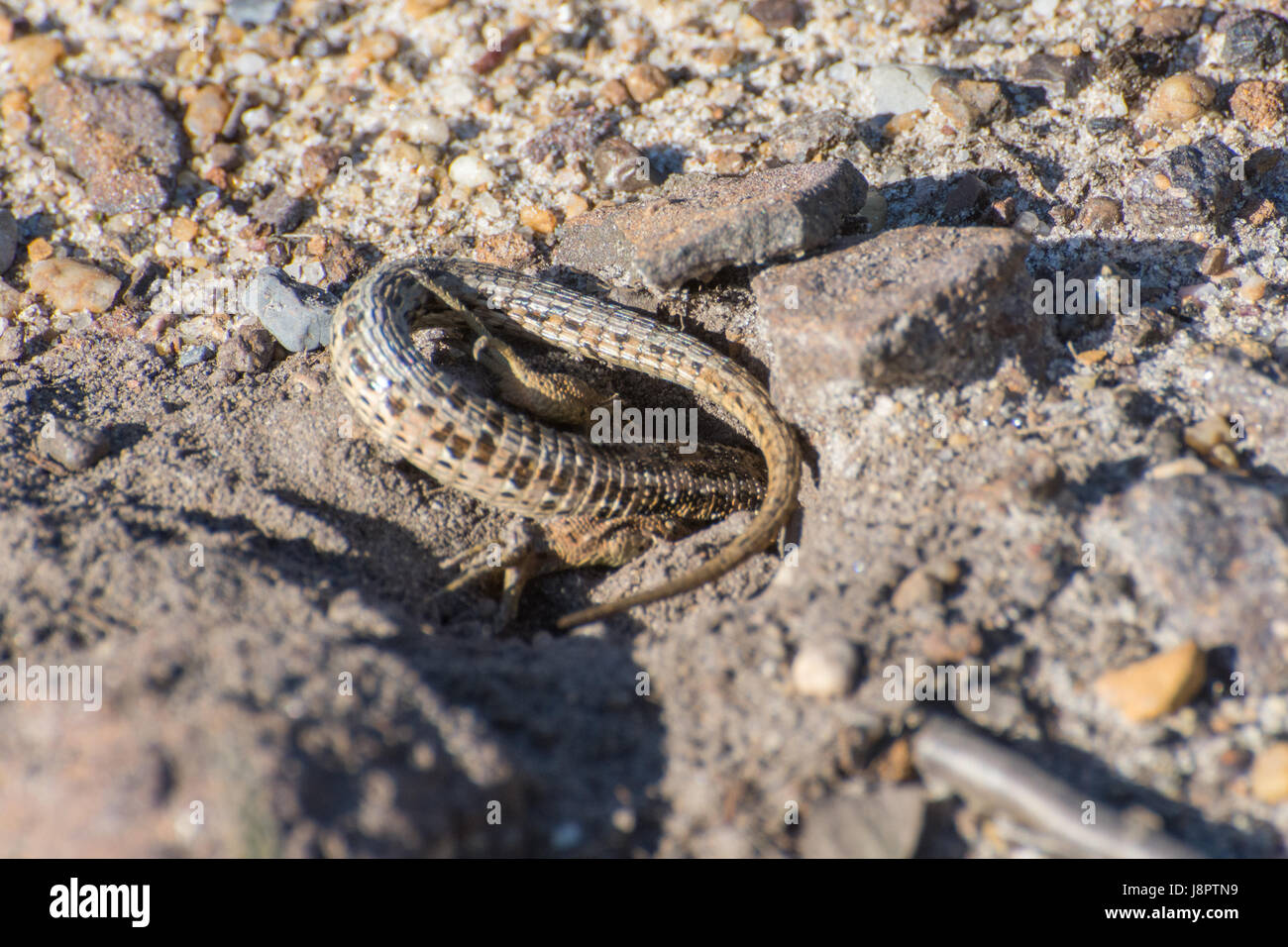 Female sand lizard (Lacerta agilis) excavating an egg-laying burrow in ...