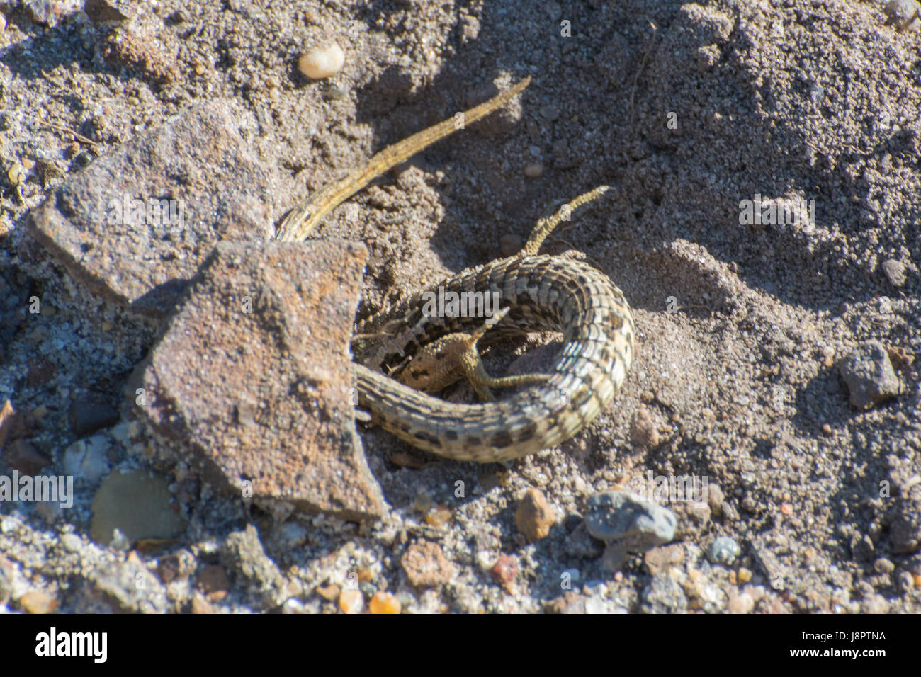 Female sand lizard (Lacerta agilis) excavating an egg-laying burrow in ...