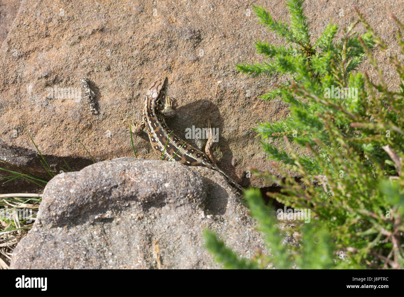 Female sand lizard (Lacerta agilis) basking on rocks in Surrey, UK ...
