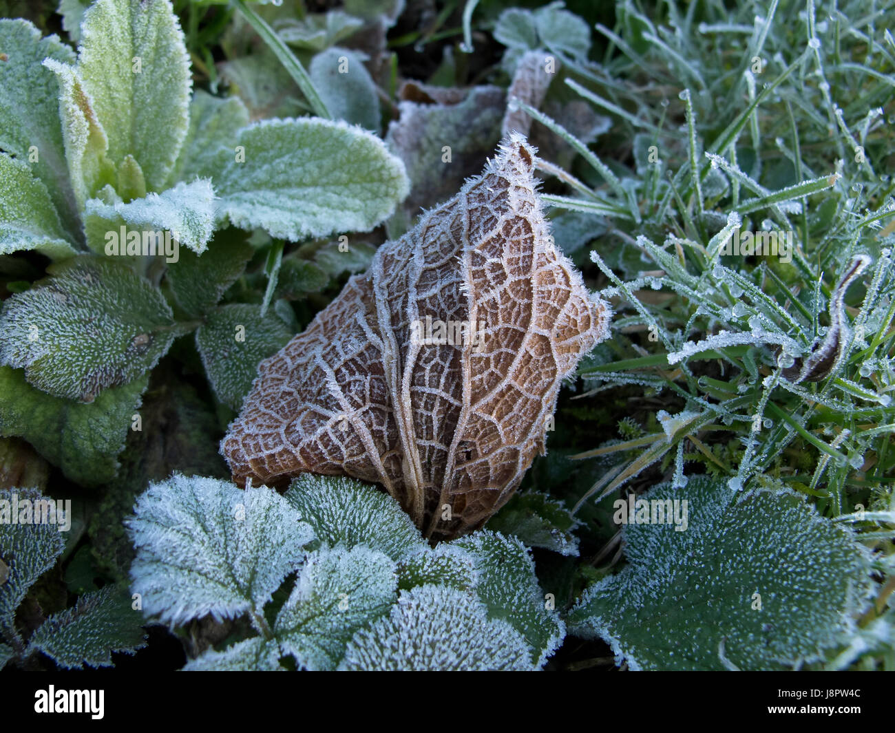 winter, leaves, frost, frozen, foliage, texture, ice, winter, cold ...