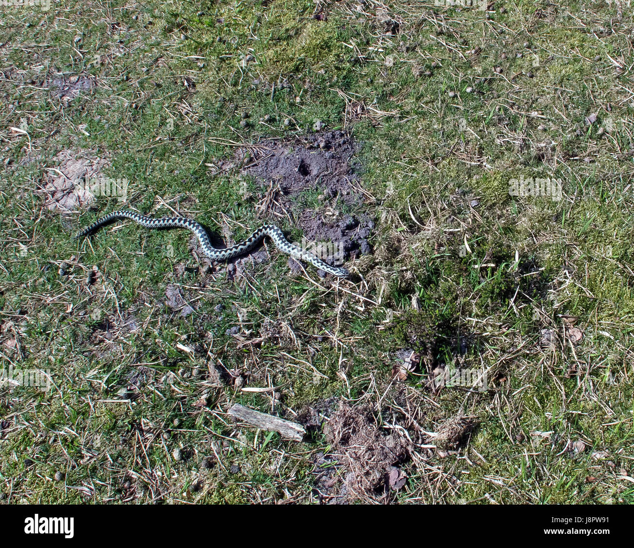 Reptile england hi-res stock photography and images - Alamy