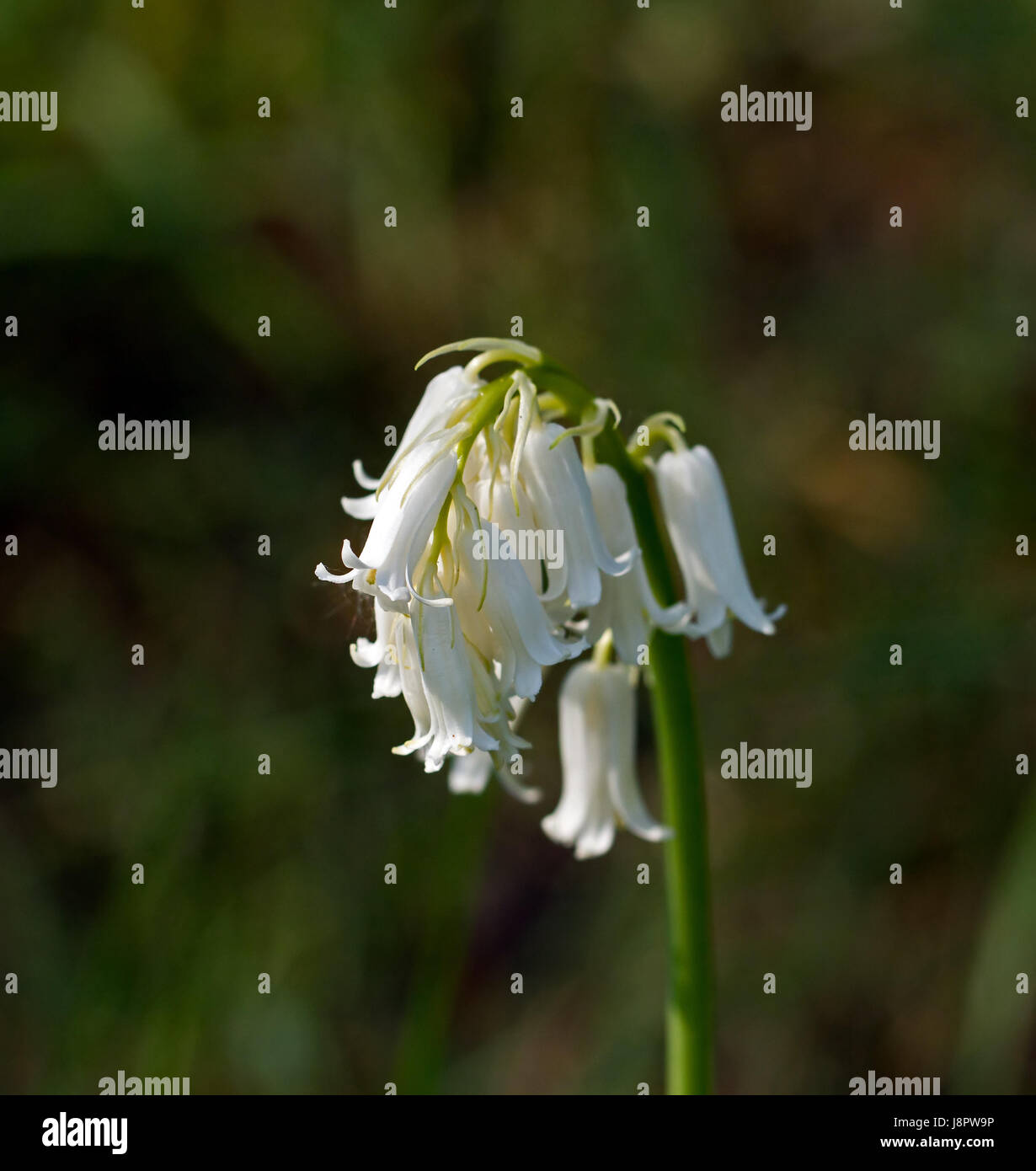 flower, plant, wild, england, white, flower, plant, wild, europe ...