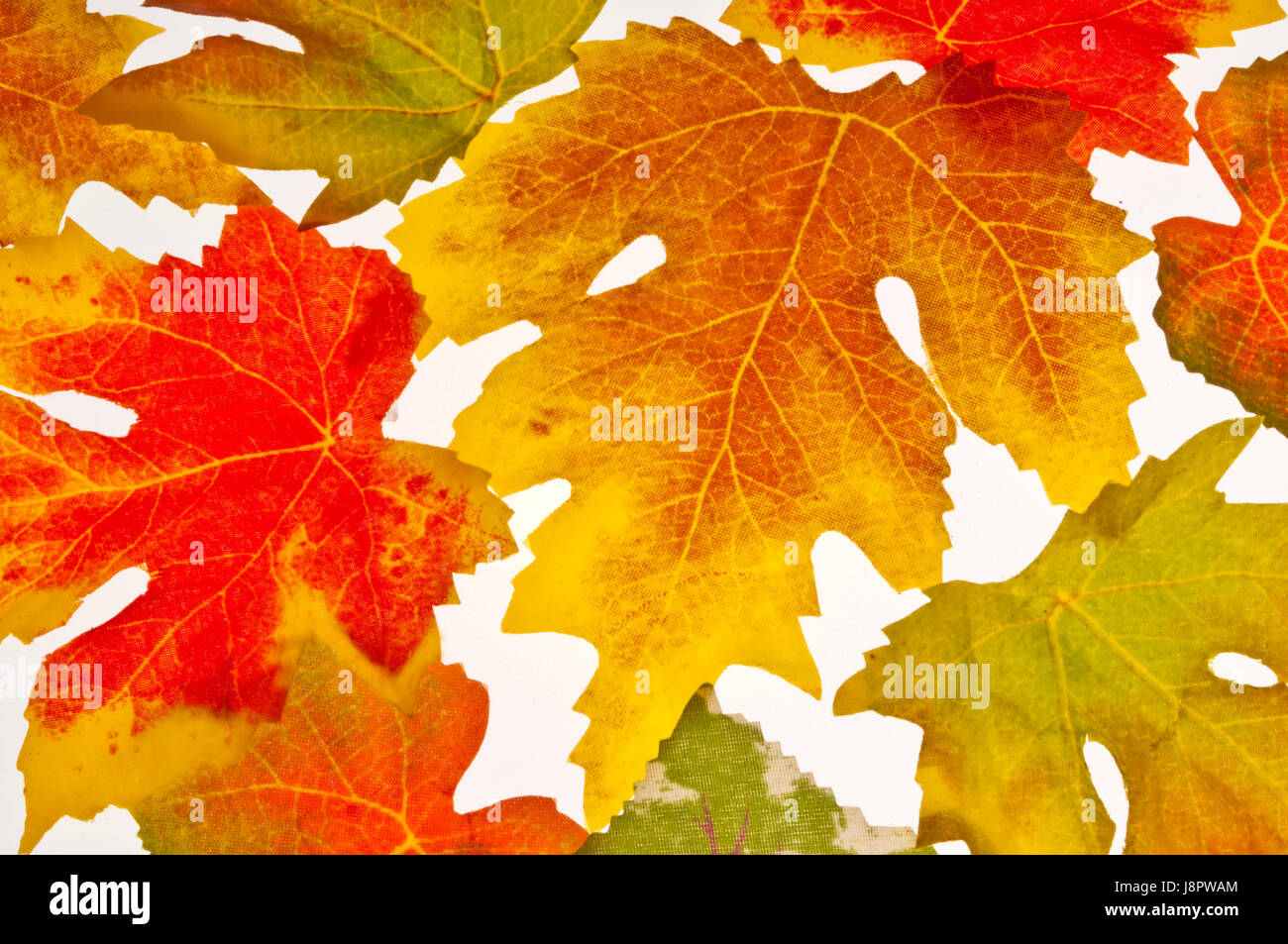 leaves, drop, faded, colour, tear down, fall, colors, colours, yellow ...
