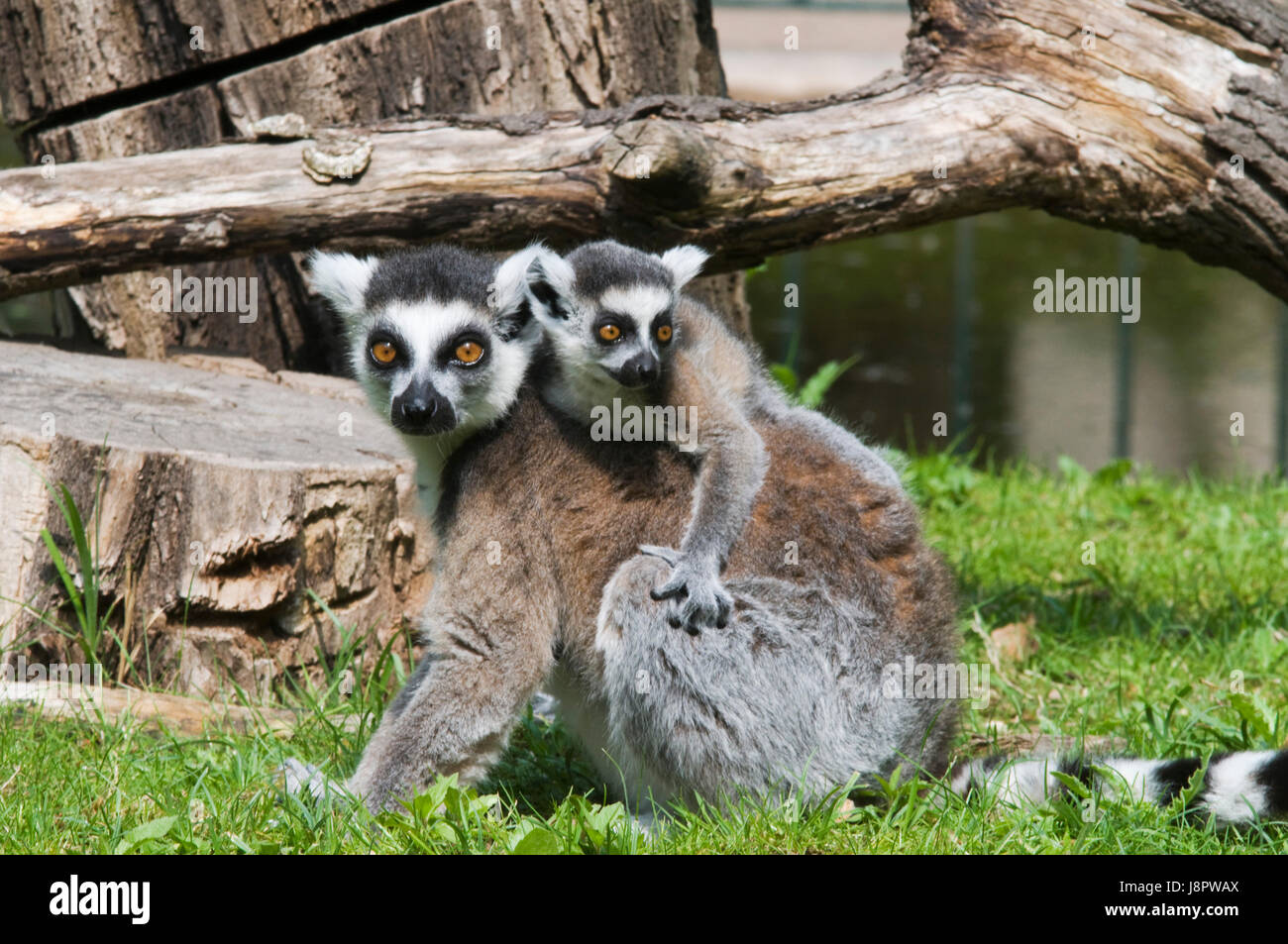 dam and young animal Stock Photo - Alamy