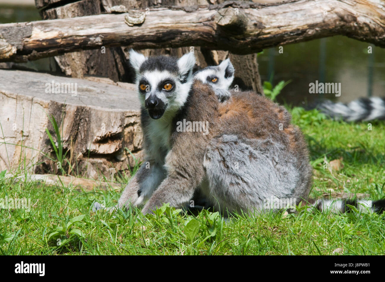 catta open mouth Stock Photo - Alamy