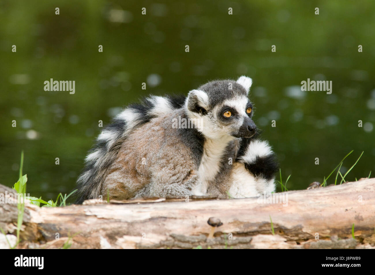 Maki vari hi-res stock photography and images - Alamy