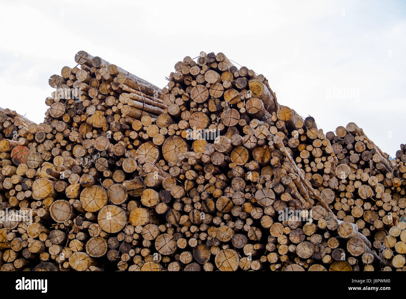 Cut Timber Stack Stock Photo - Alamy