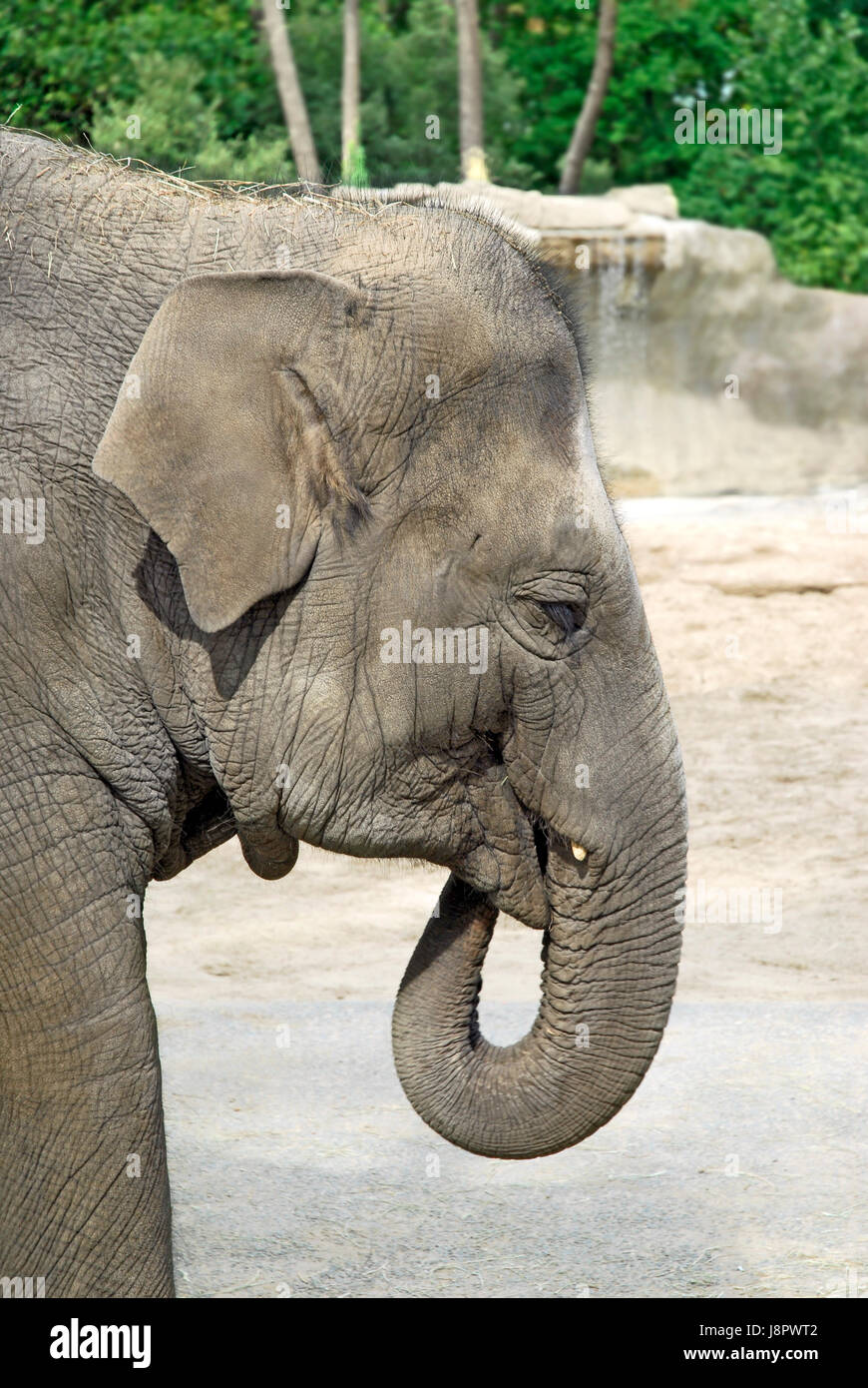 mammal, elephant, trunk, portrait, profile, detail, big, large ...