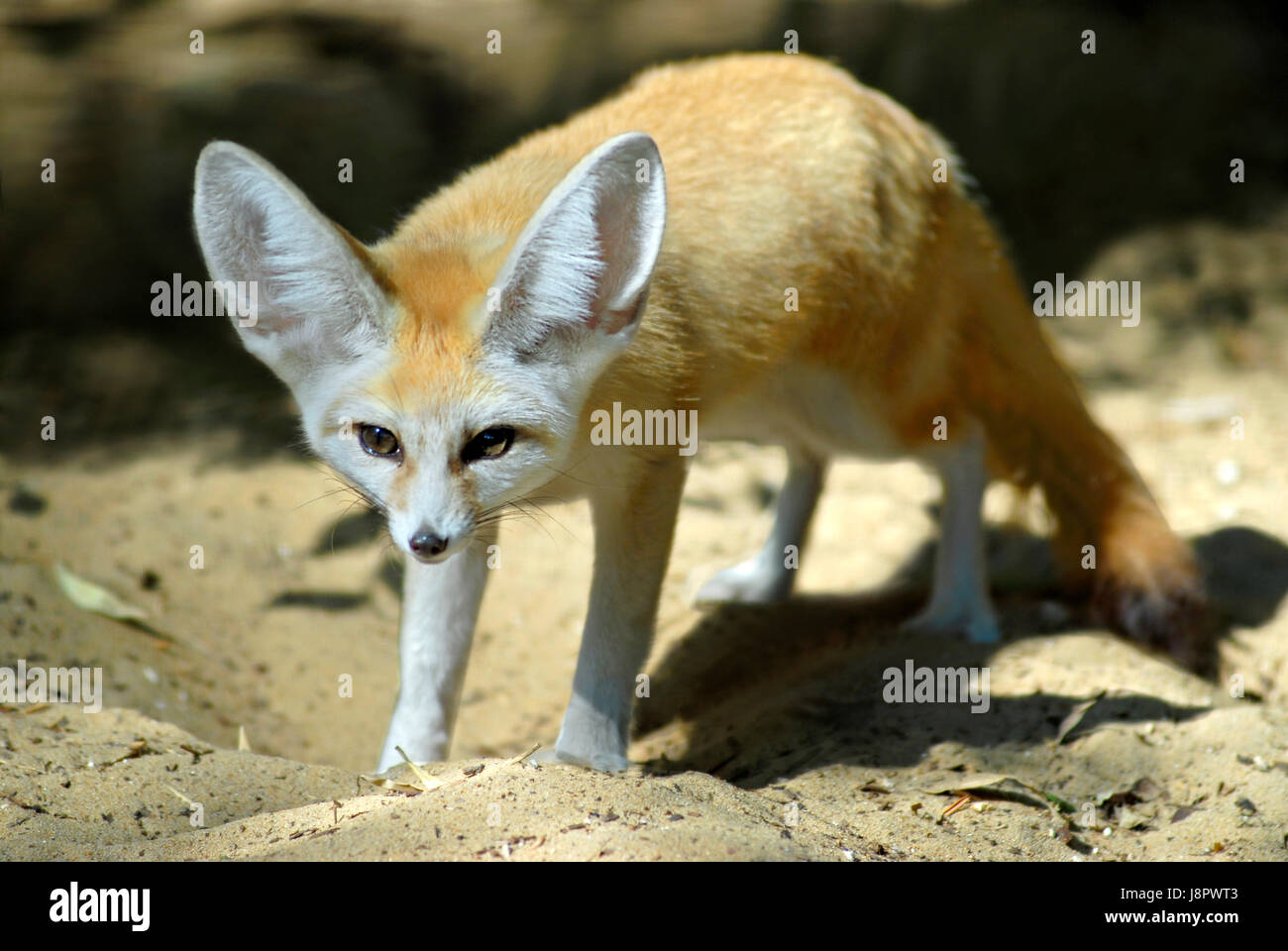 mammal, fox, head, desert, wasteland, africa, fur, standing, nose ...
