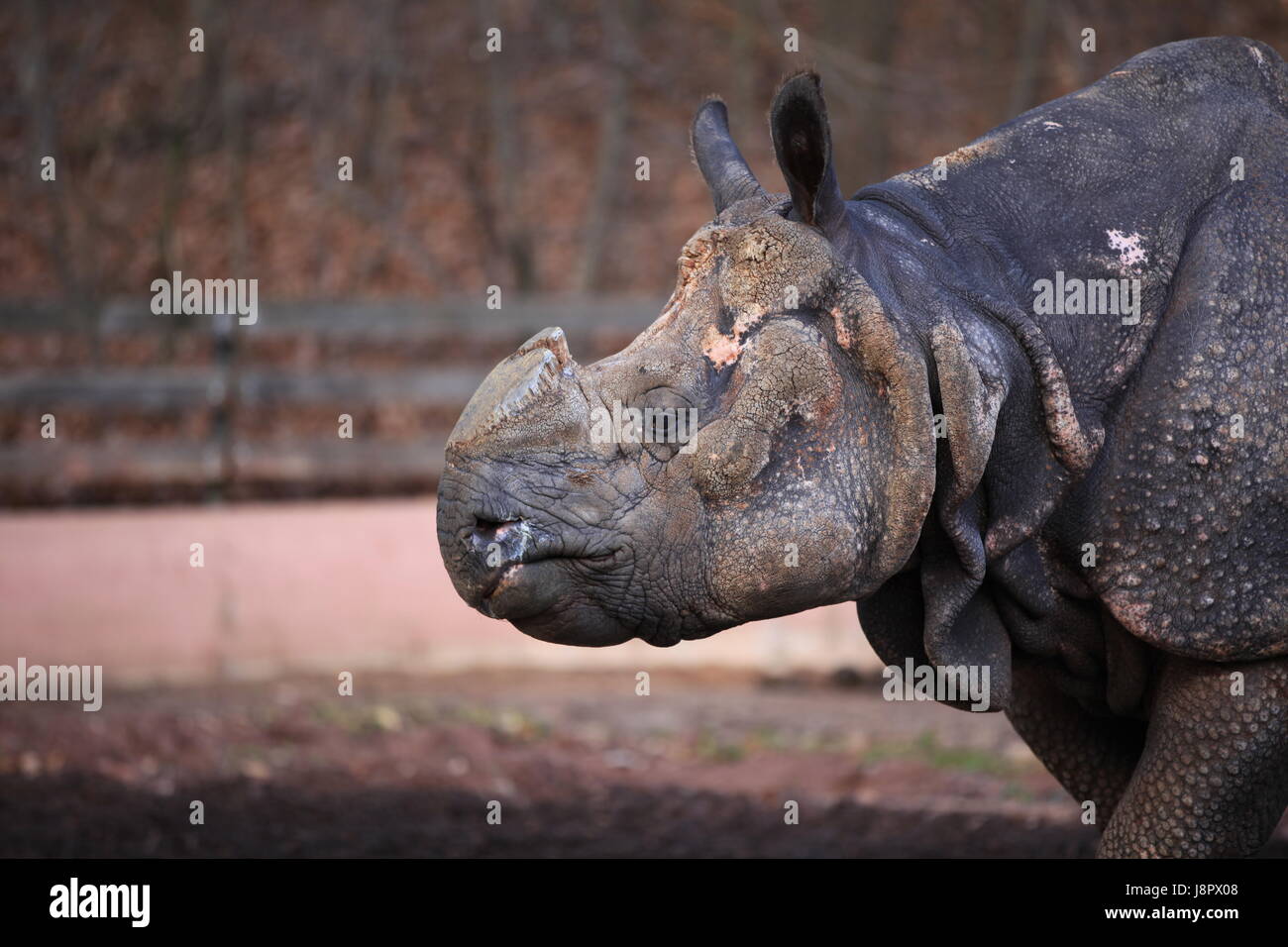 horn, wildlife, armour, rhino, rhinoceros, legs, macro, close-up, macro ...