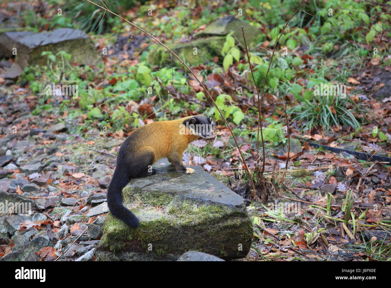 asia, tail, siberia, marten, predator, bandit, raider, macro, close-up ...