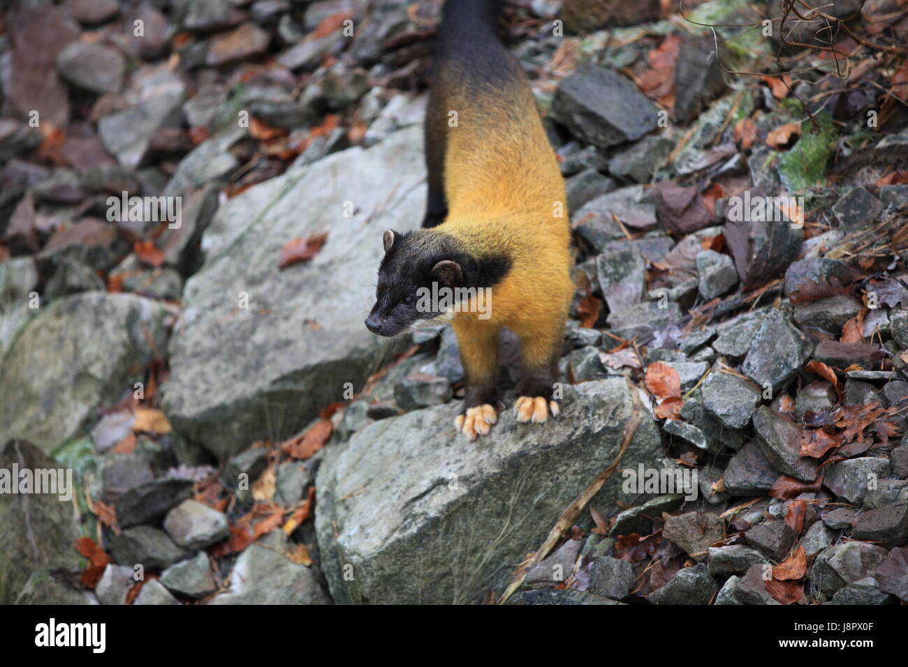 asia, tail, siberia, marten, predator, bandit, raider, macro, close-up ...