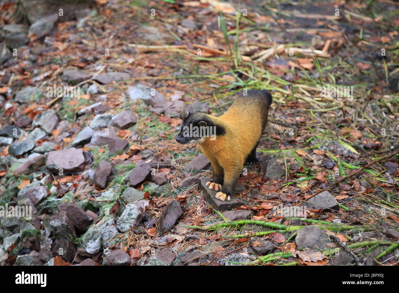 asia, tail, siberia, marten, predator, bandit, raider, macro, close-up ...