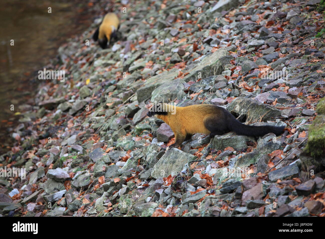 asia, tail, siberia, marten, predator, bandit, raider, macro, close-up ...