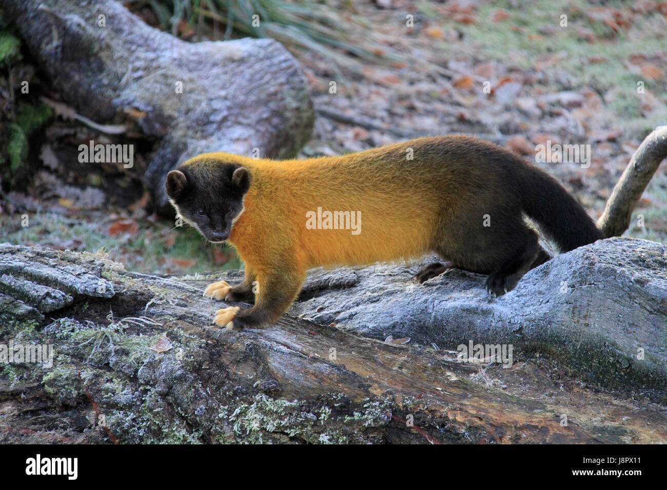 asia, tail, siberia, marten, predator, bandit, raider, macro, close-up ...
