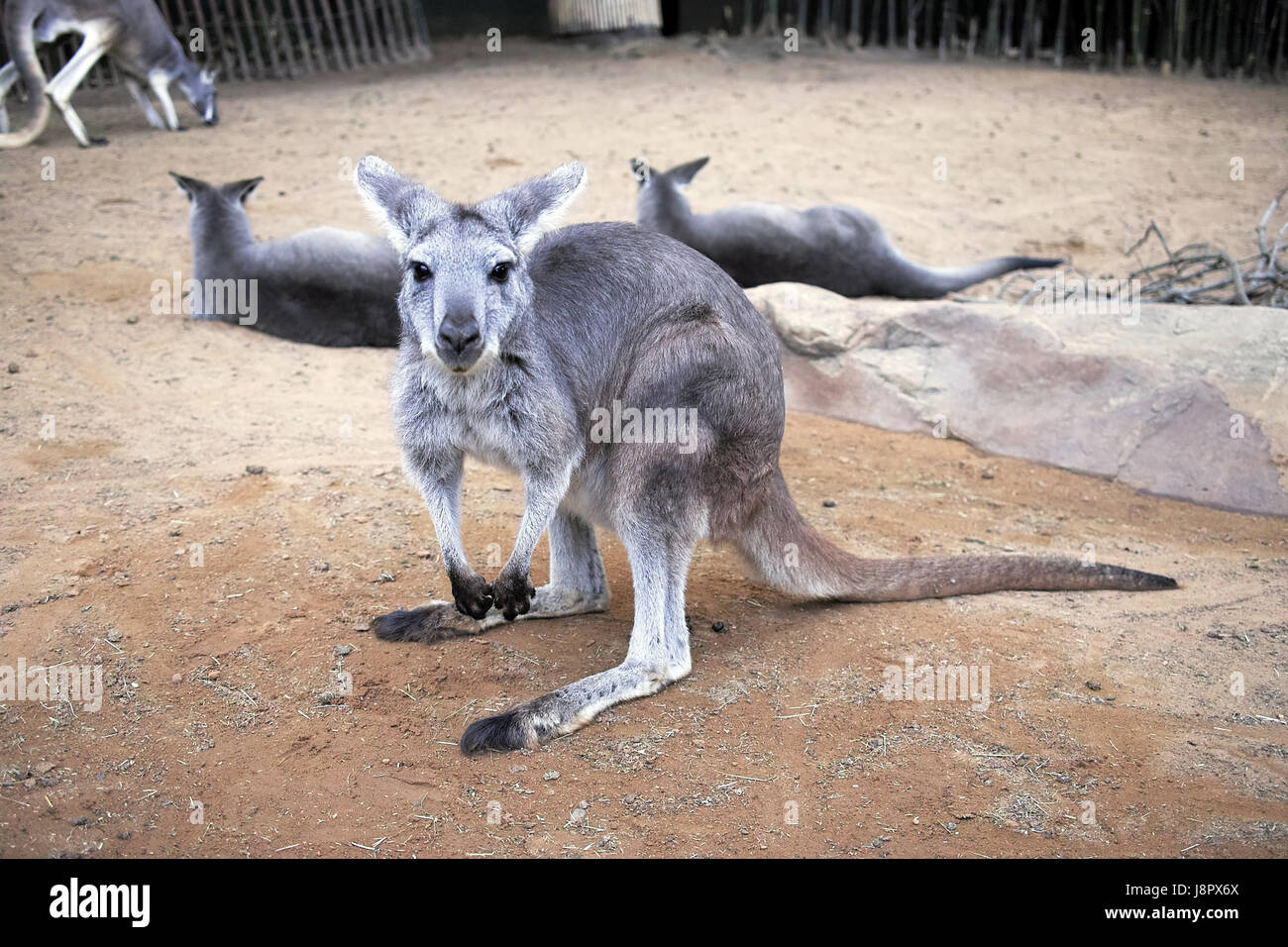 the cute pretty kangaroo Stock Photo - Alamy
