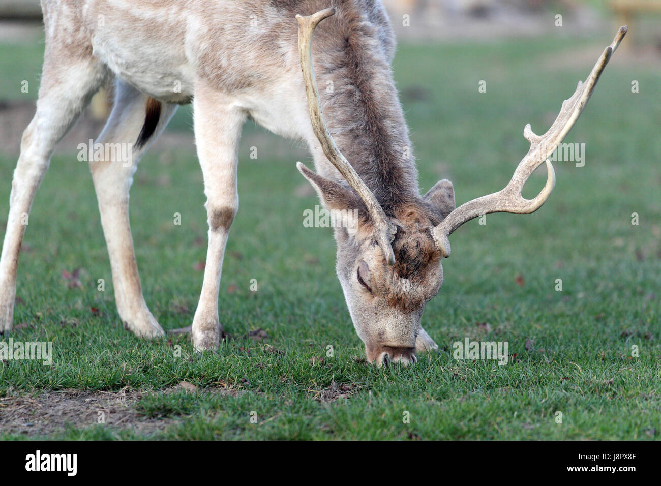 animal, mammal, zoo, captivity, ruminant, fallow deer, meadow, grass ...
