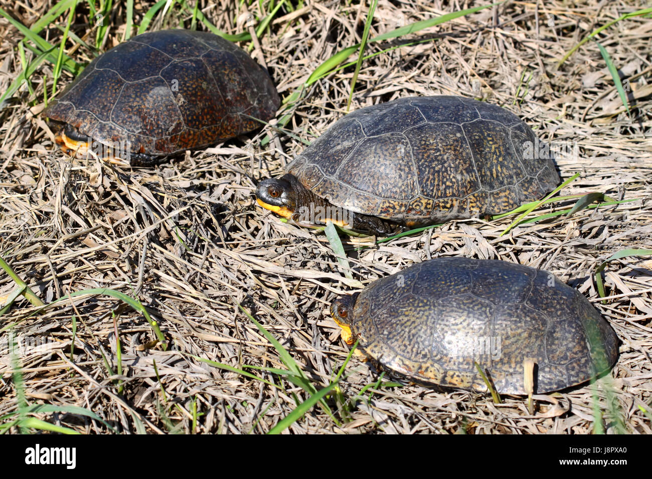 turtle, tortoise, laugh, laughs, laughing, twit, giggle, smile, smiling ...