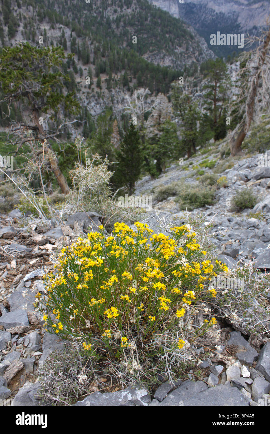 flower, plant, weed, nevada, vegetation, mount, assemble, yellow ...