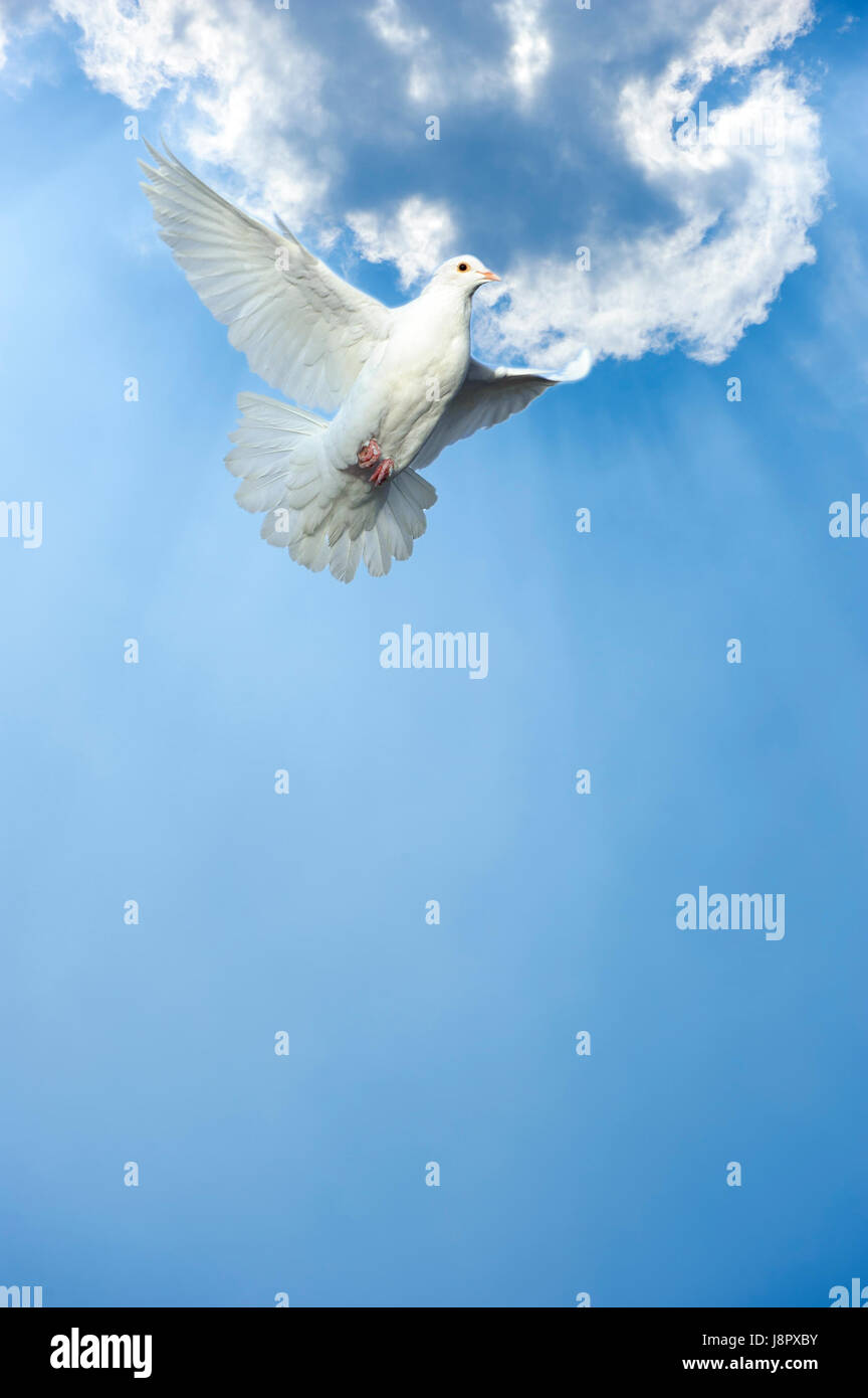 blue, religion, religious, flight, animal, bird, cloud, wing, freedom ...