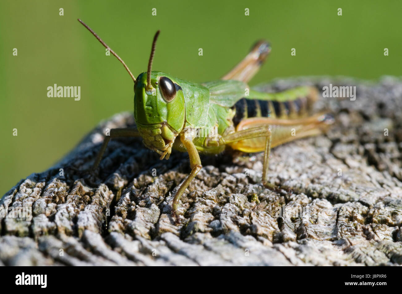 close up of grasshopper Stock Photo - Alamy