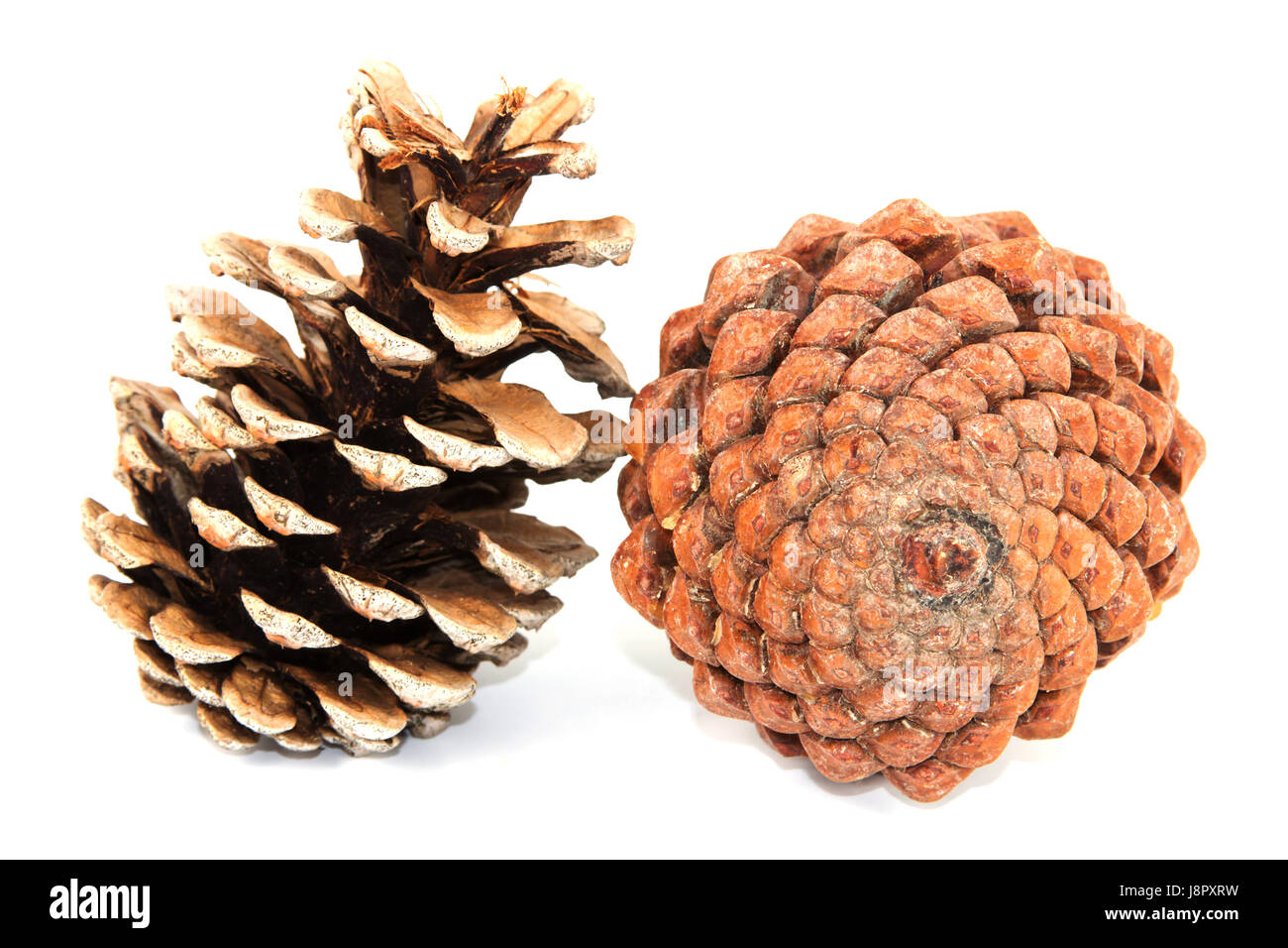 two pine cones Stock Photo - Alamy