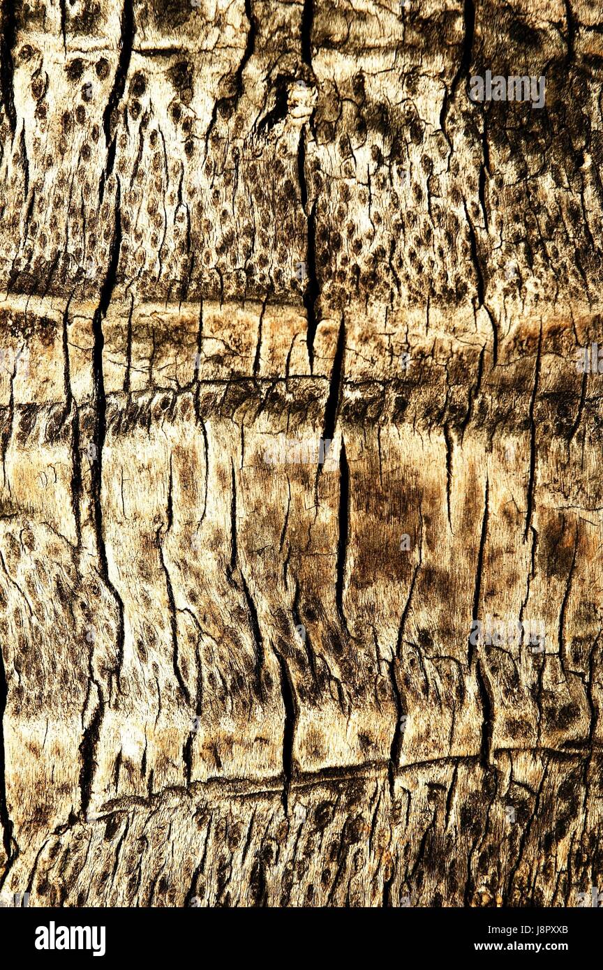 abstract, stalk, stem, backdrop, background, texture, natural, closeup ...