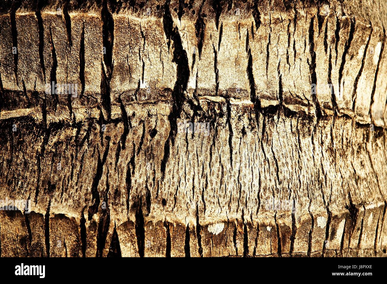 abstract, stalk, stem, backdrop, background, texture, natural, closeup ...