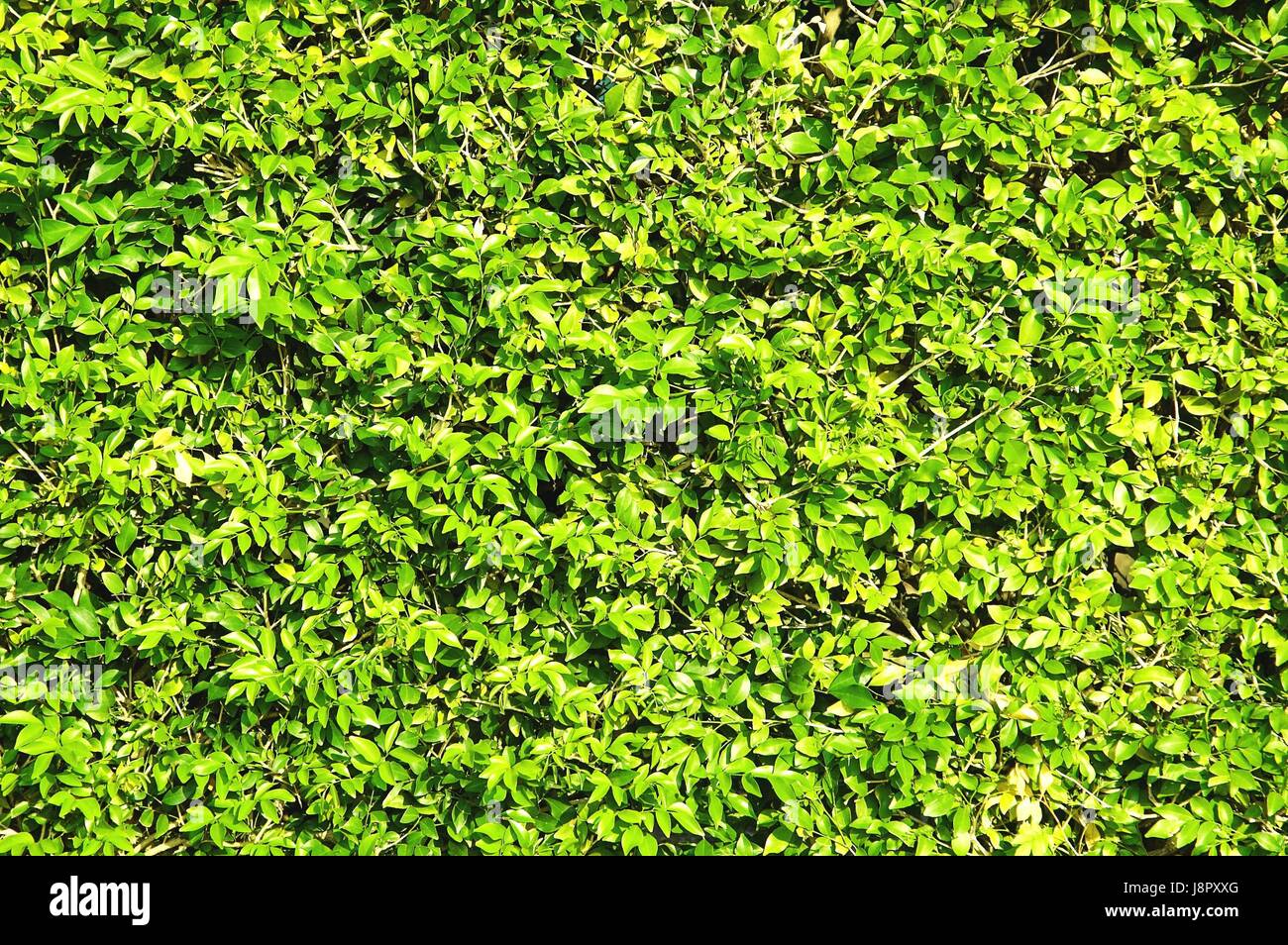 closeup, leaves, spring, bouncing, bounces, hop, skipping, frisks ...