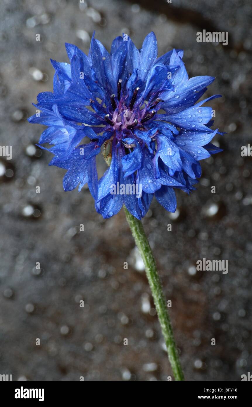 blue, macro, close-up, macro admission, close up view, bloom, blossom ...