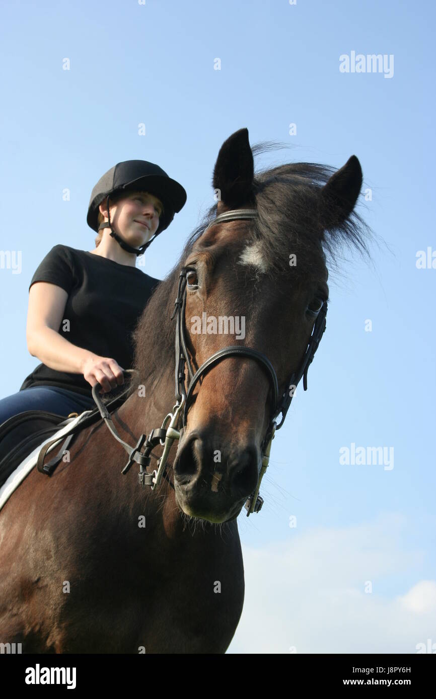 horse, portrait, pony, rider, equestrian, girl, girls, female, horse ...