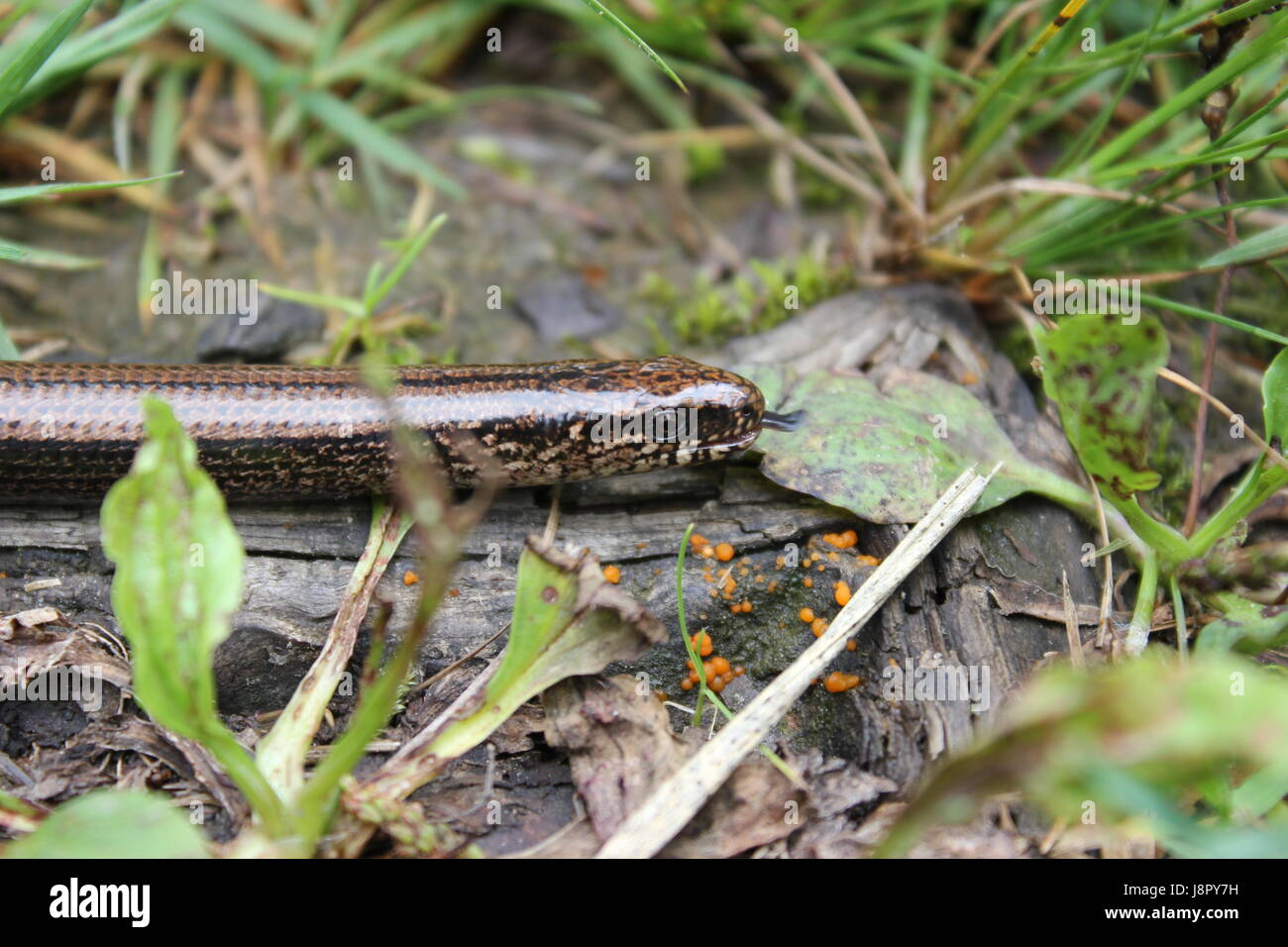 reptile, saurian, tongue, portrait, bark, blindworm, smell, lambency ...
