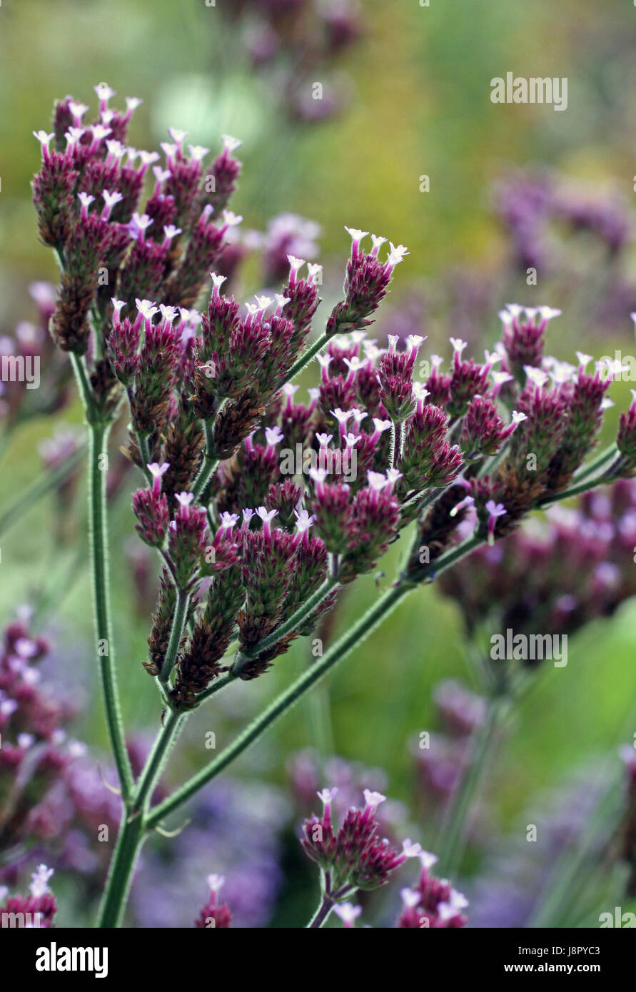 Purple verbene hi-res stock photography and images - Alamy