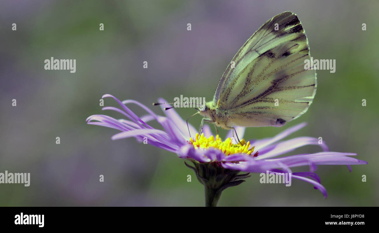 green core weiling Stock Photo - Alamy