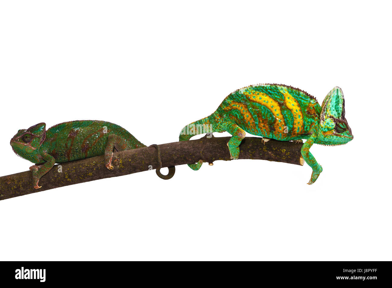 eye, organ, reptiles, chameleon, squint, head, fodder, animal, pet ...