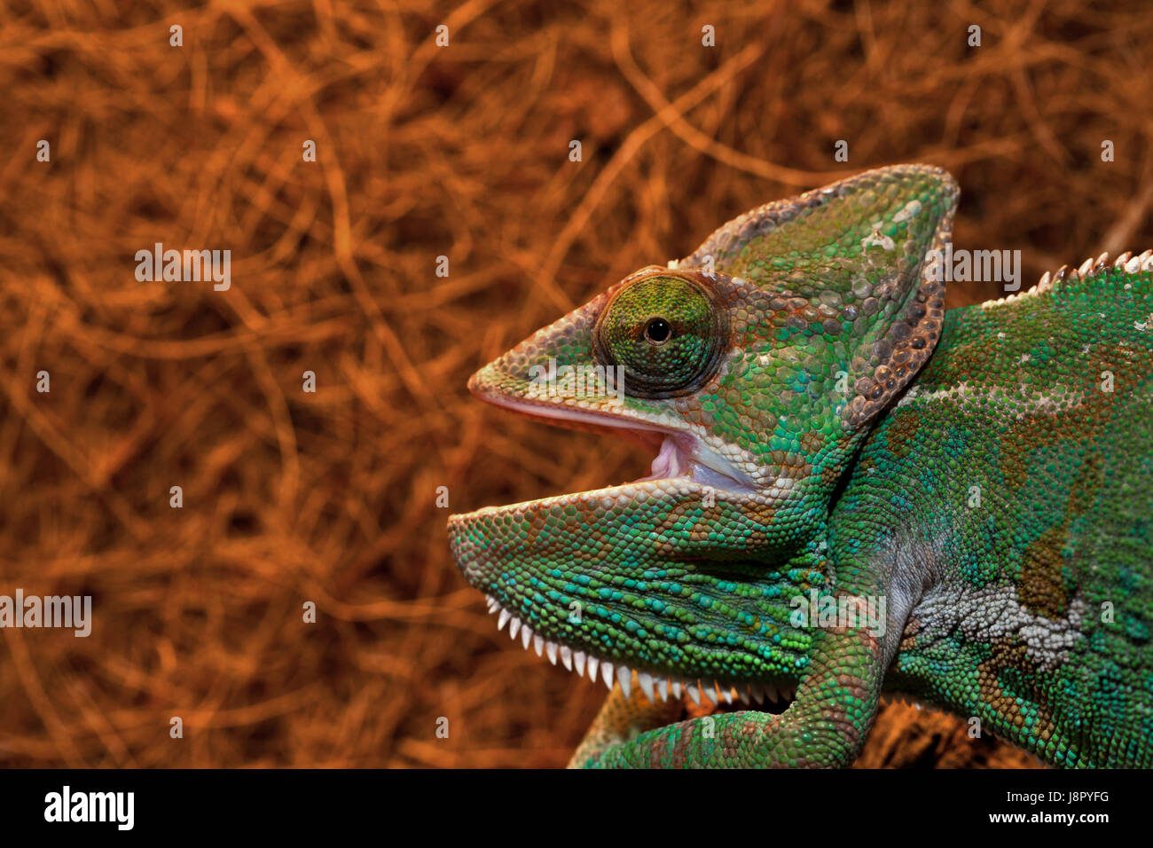 eye, organ, reptiles, chameleon, squint, head, fodder, animal, pet ...