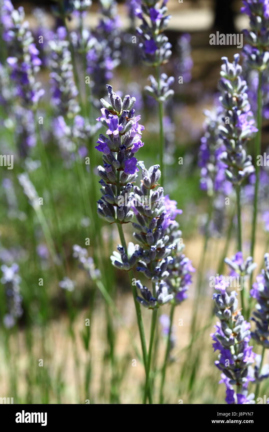 colour, relaxation, garden, flower, plant, agriculture, farming, field ...