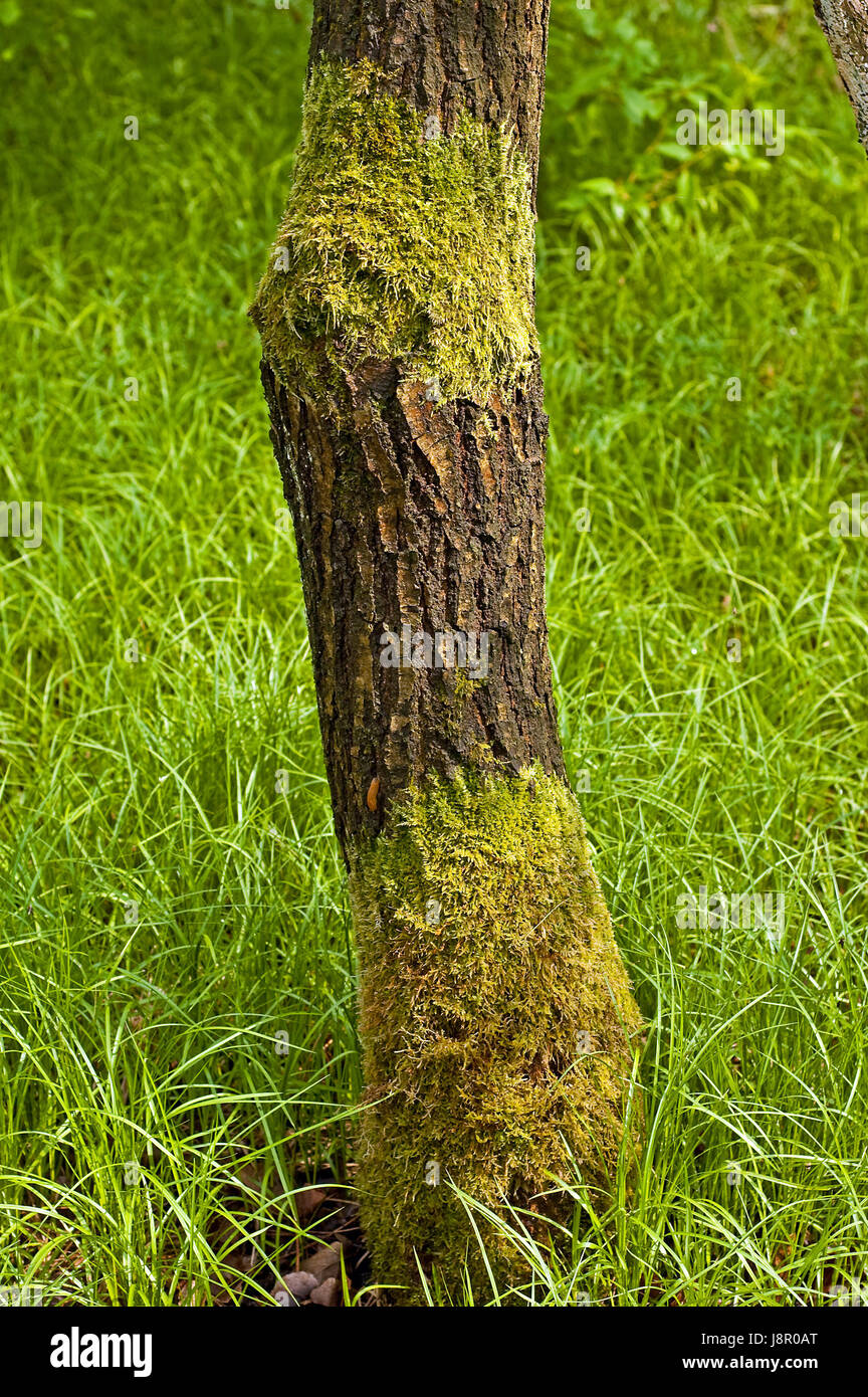 moss on the tree Stock Photo - Alamy