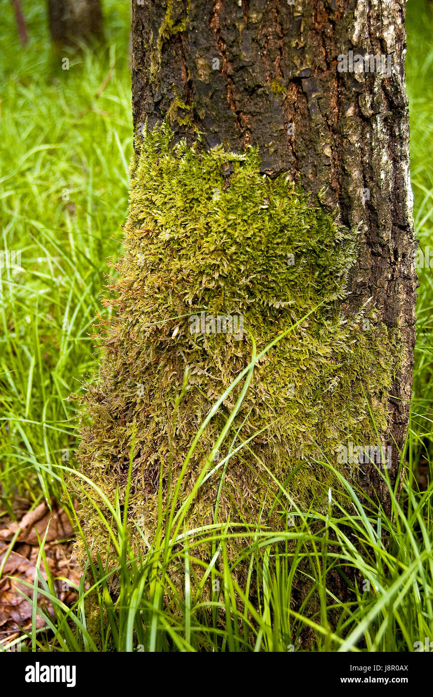 moss on the tree Stock Photo - Alamy