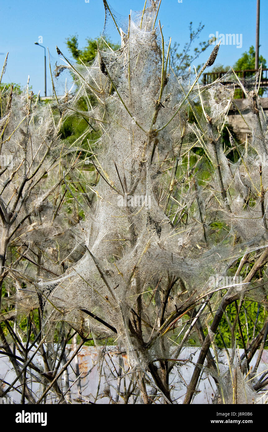 tree covered with cocoons of larvae Stock Photo - Alamy