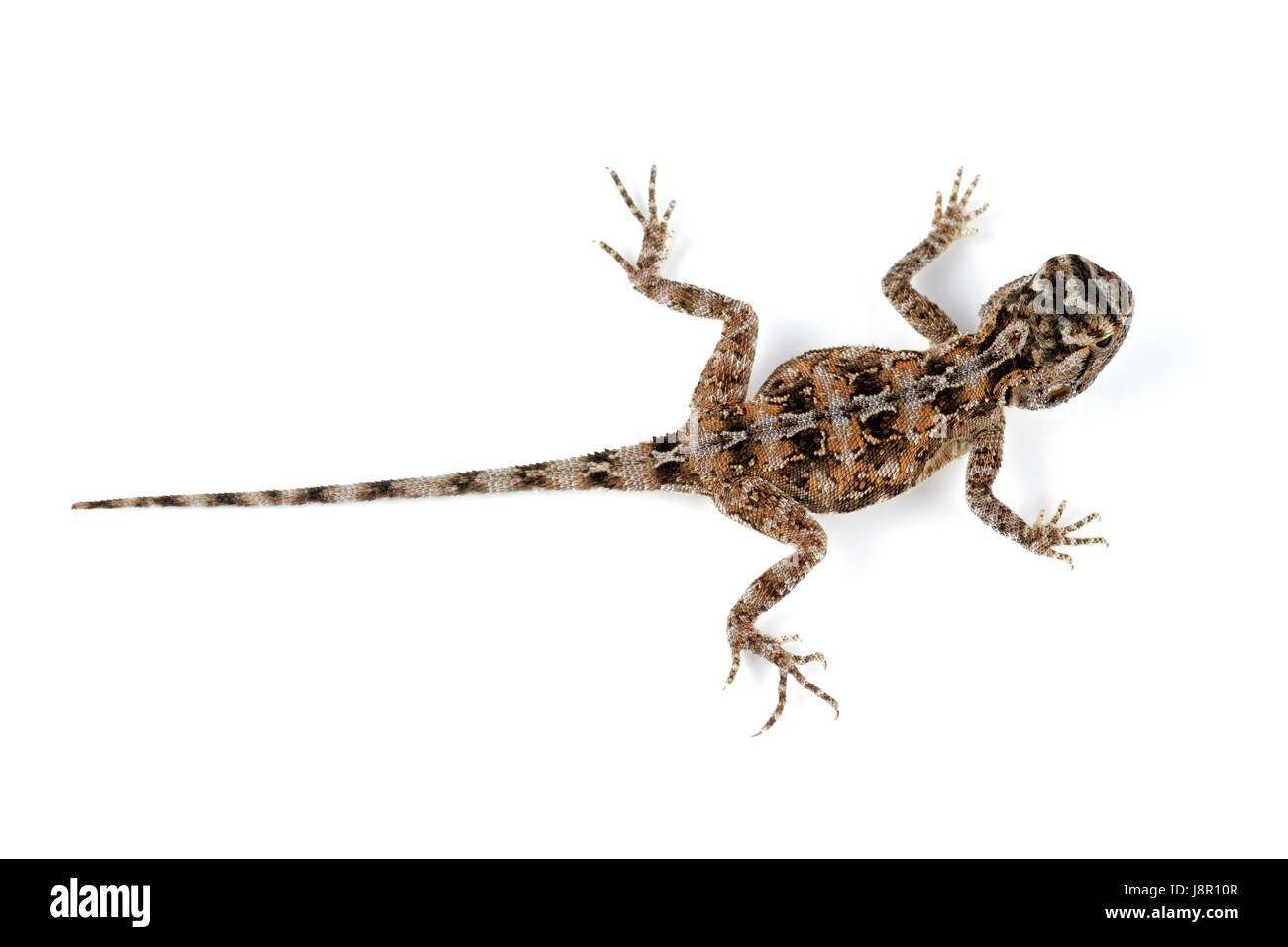 isolated, female, reptile, lizard, African, ground, isolated, female ...