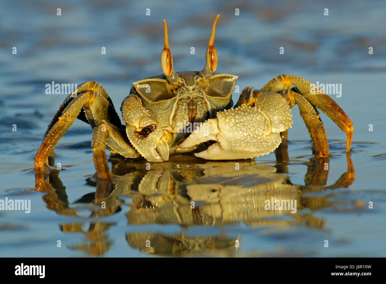 ghost, coast, claws, crab, crustacean, mozambique, legs, blue ...