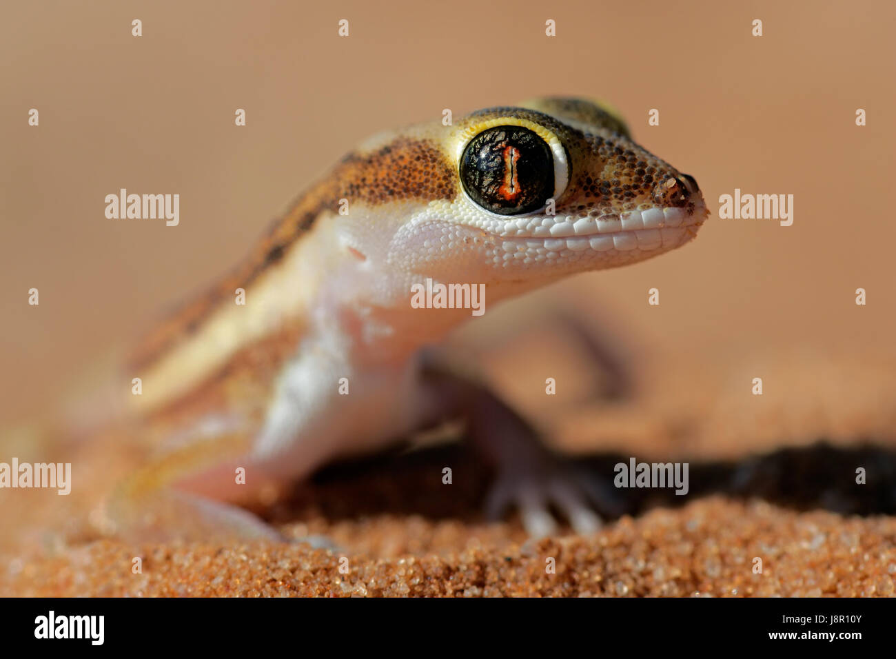 reptile, africa, eye, organ, eyes, African, gecko, ground, environment ...