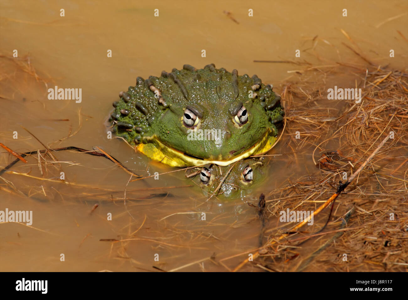 africa, frog, African, mating, mate, bullfrog, water, pair, big, large ...
