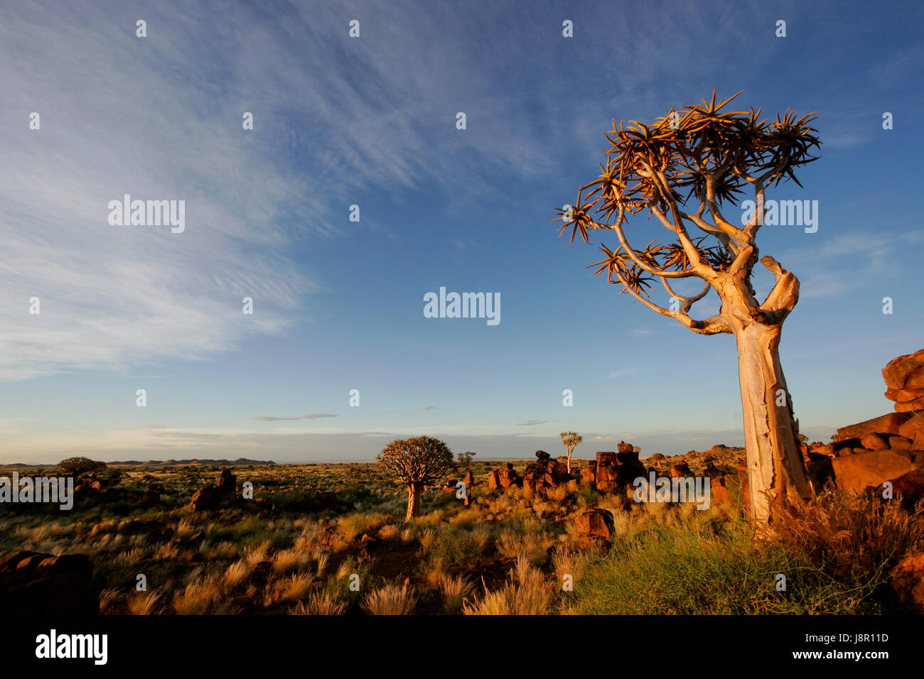 tree, namibia, aloe, landscape, scenery, countryside, nature, clouds ...